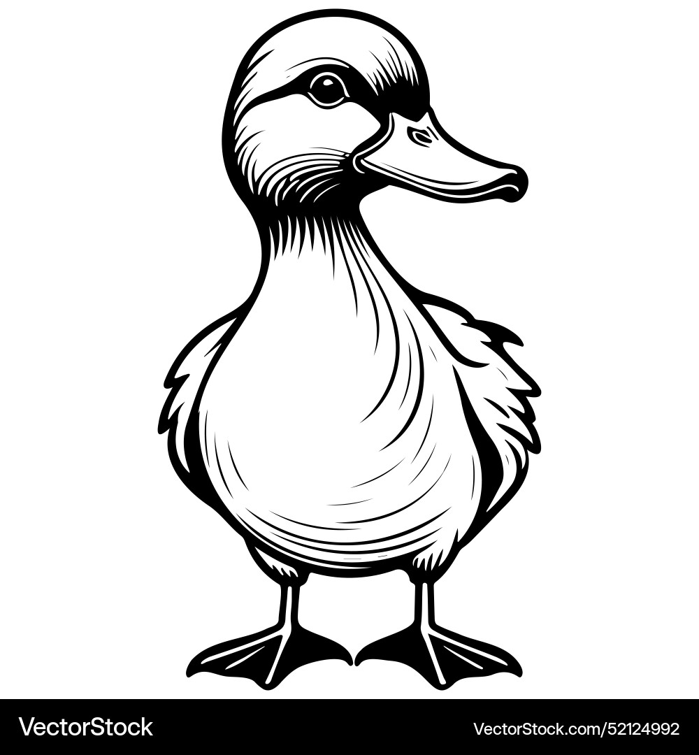 Duck ink hand drawn line transparent background Vector Image