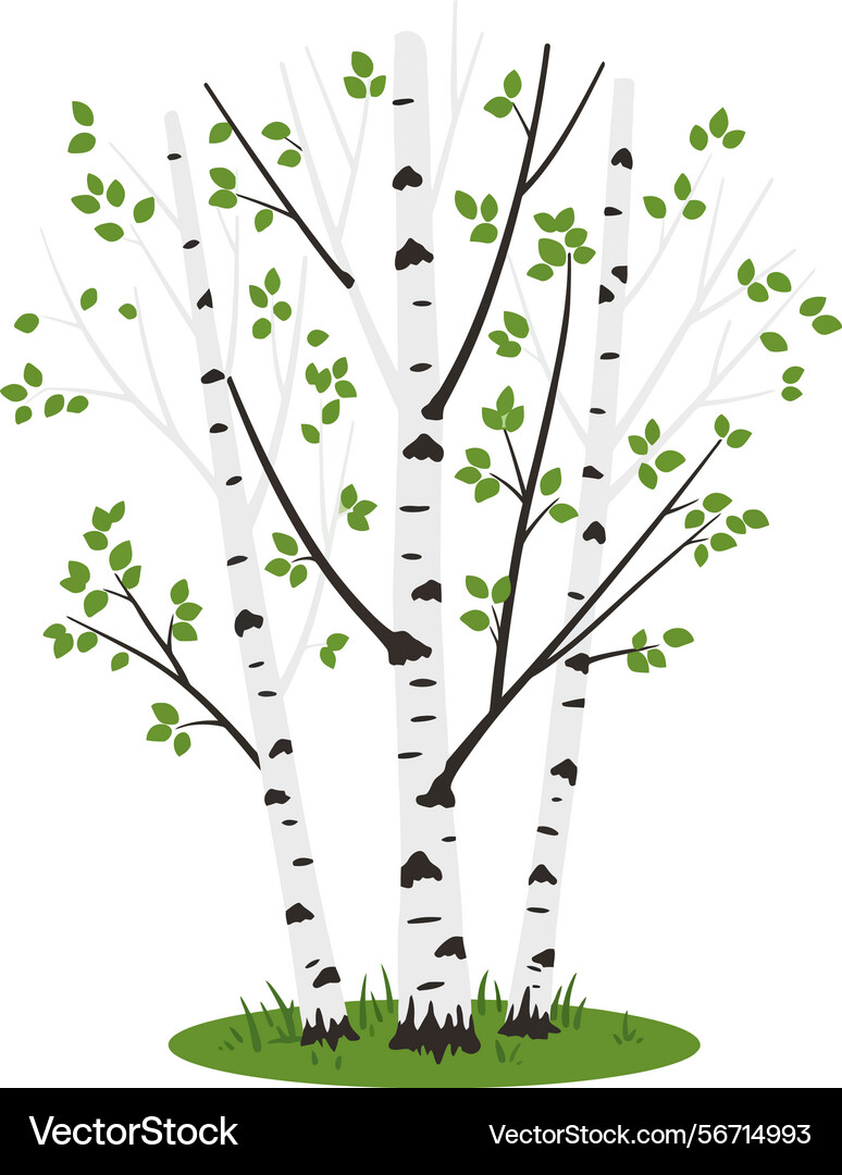 Birch tree cluster with green leaves and grass Vector Image