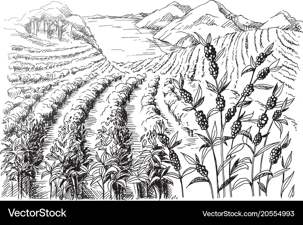 Coffee plantation landscape Royalty Free Vector Image