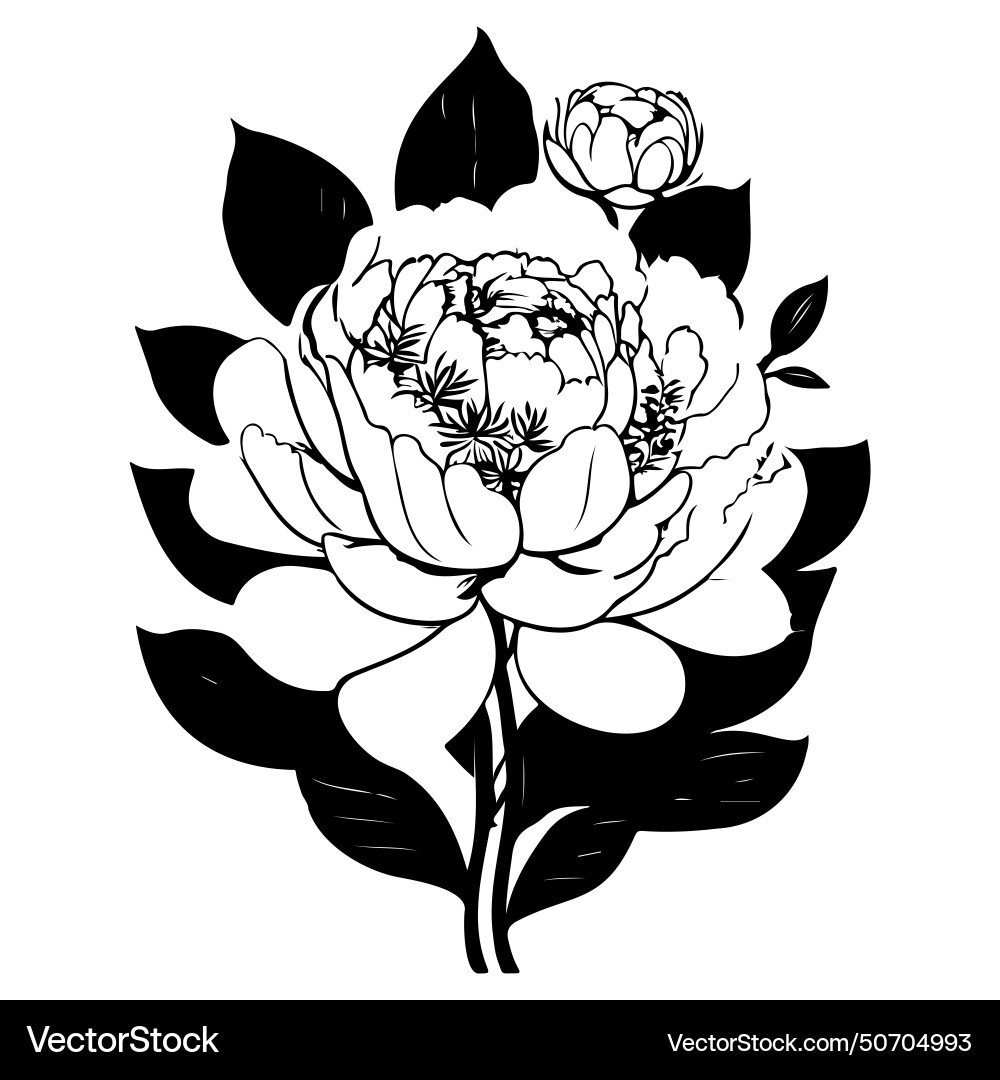 Doodle peony spring summer flowers sketch black Vector Image
