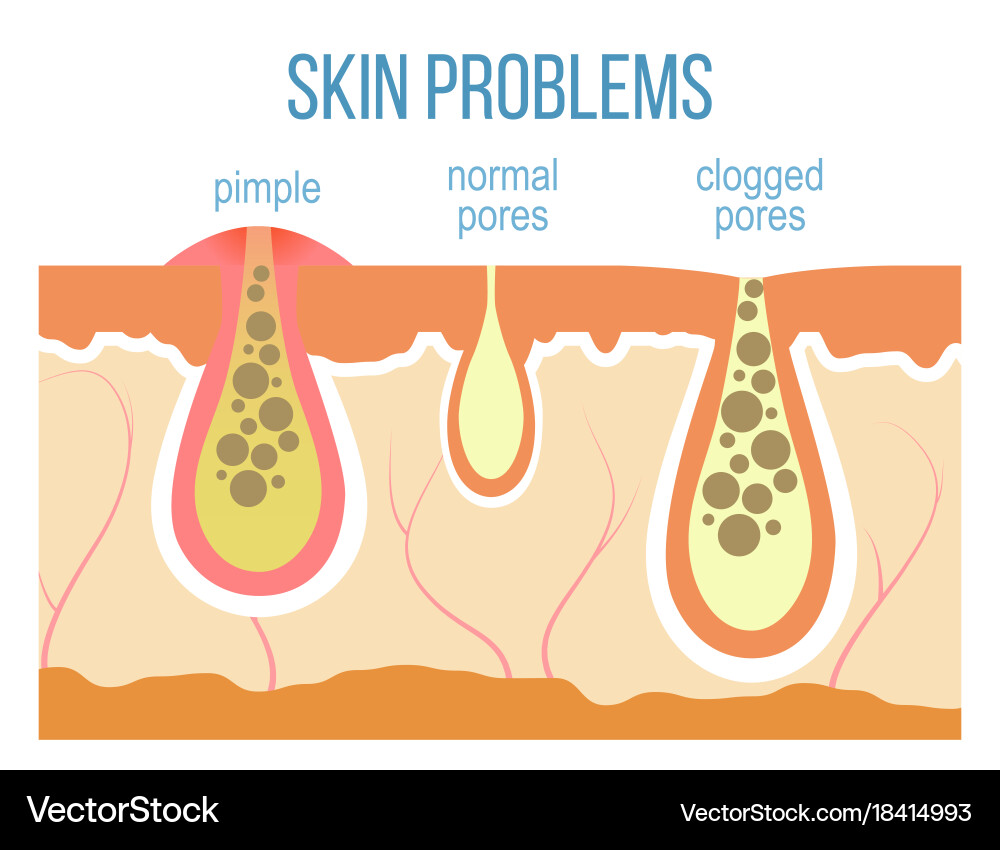 Skin pores close up Royalty Free Vector Image - VectorStock