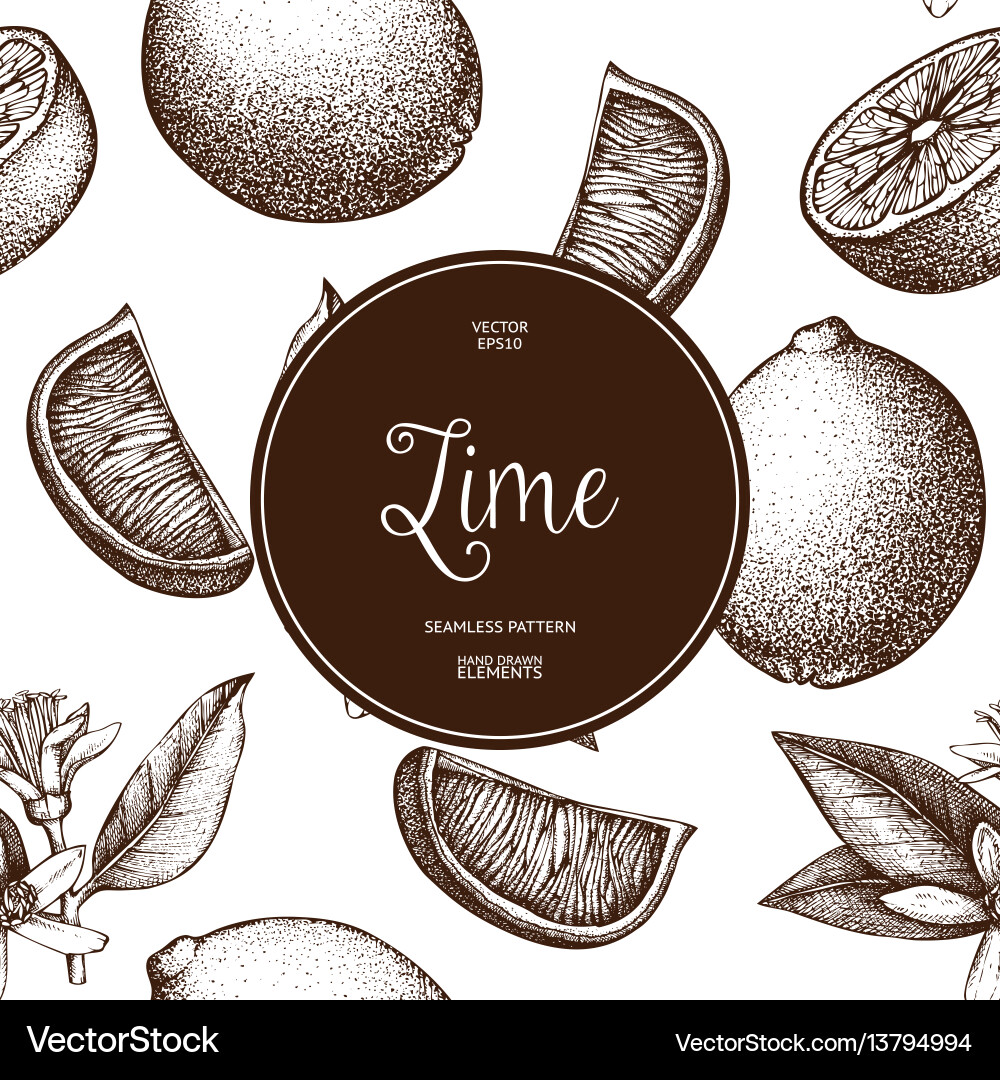 Ink hand drawn lime background Royalty Free Vector Image