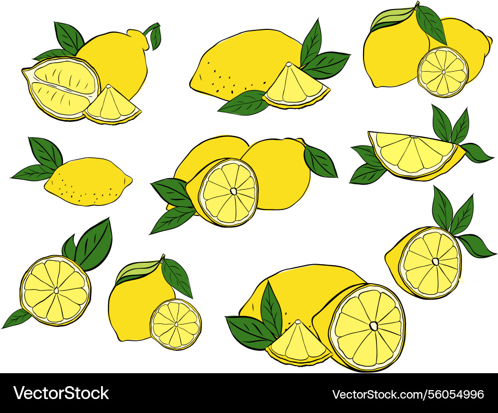 Lemon with leaves composition set graphic line Vector Image