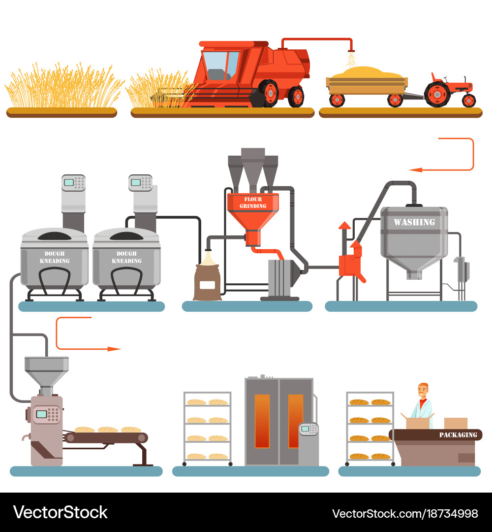 Bread production process stages from wheat harvest