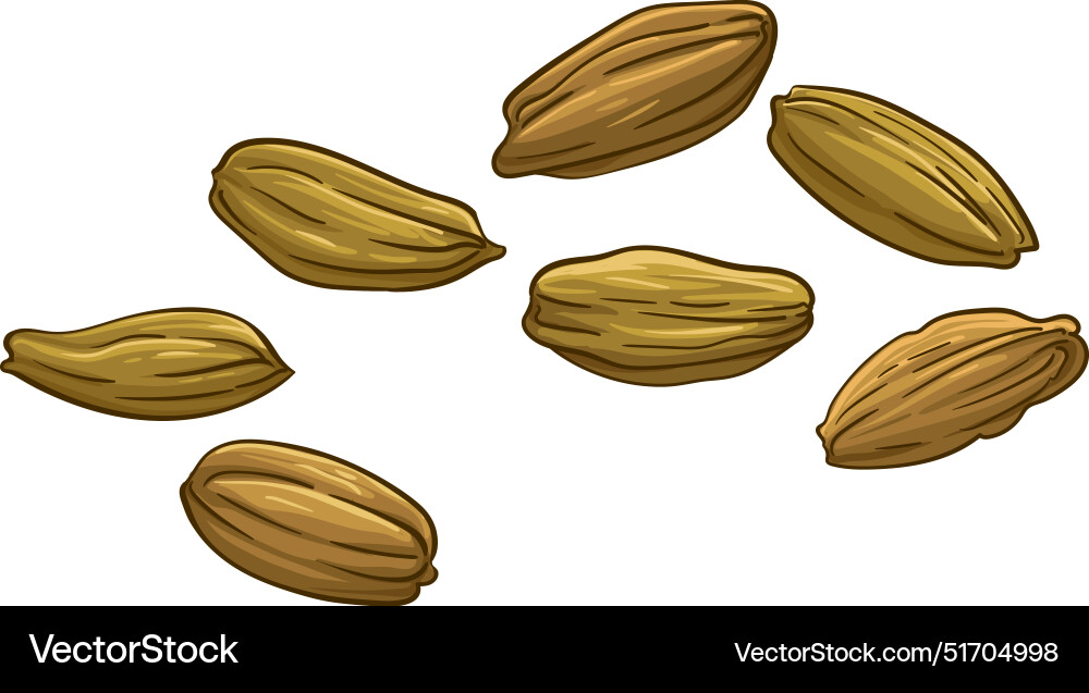 Carrot seeds colored detailed Royalty Free Vector Image