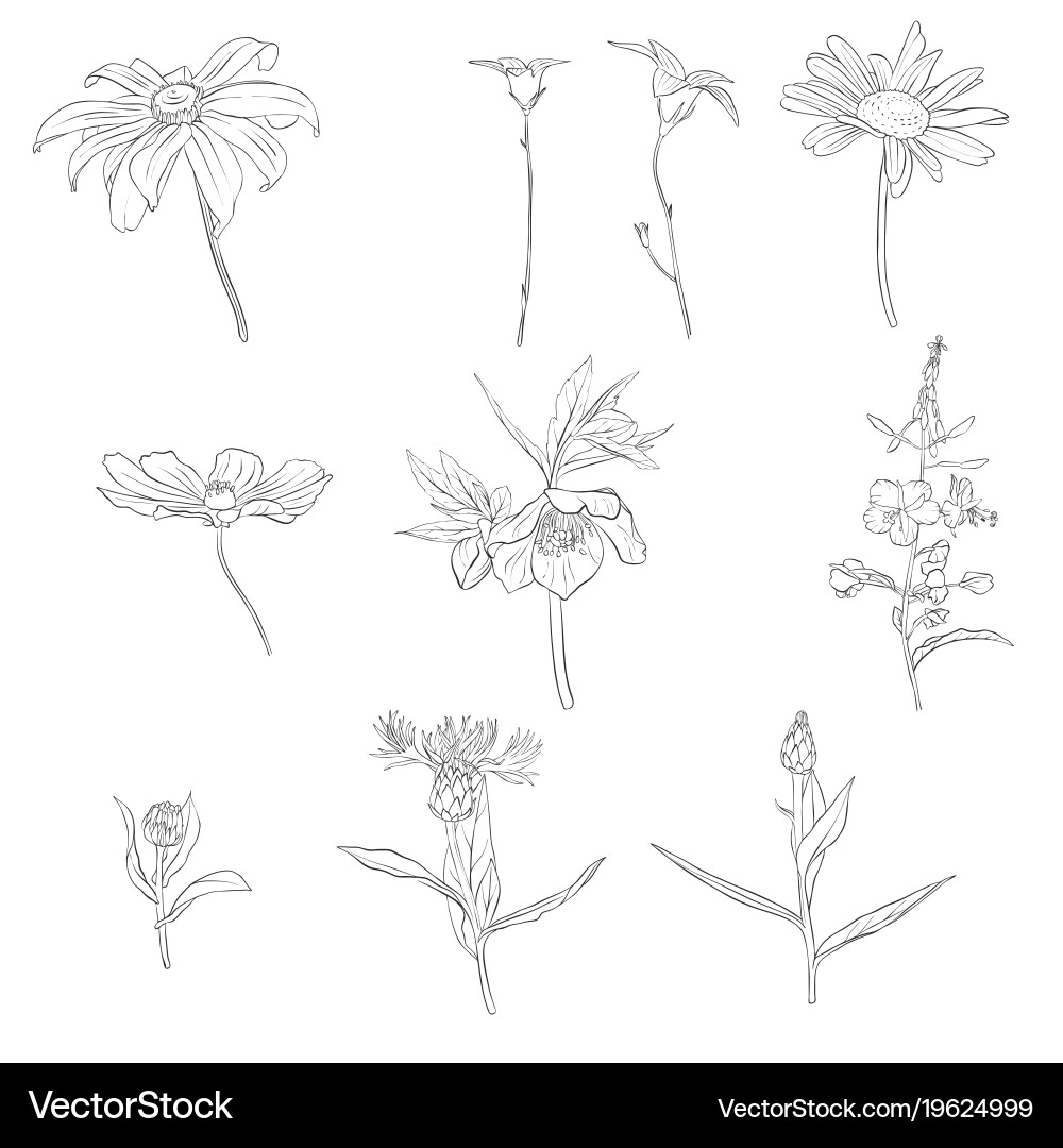 Drawing flowers Royalty Free Vector Image - VectorStock