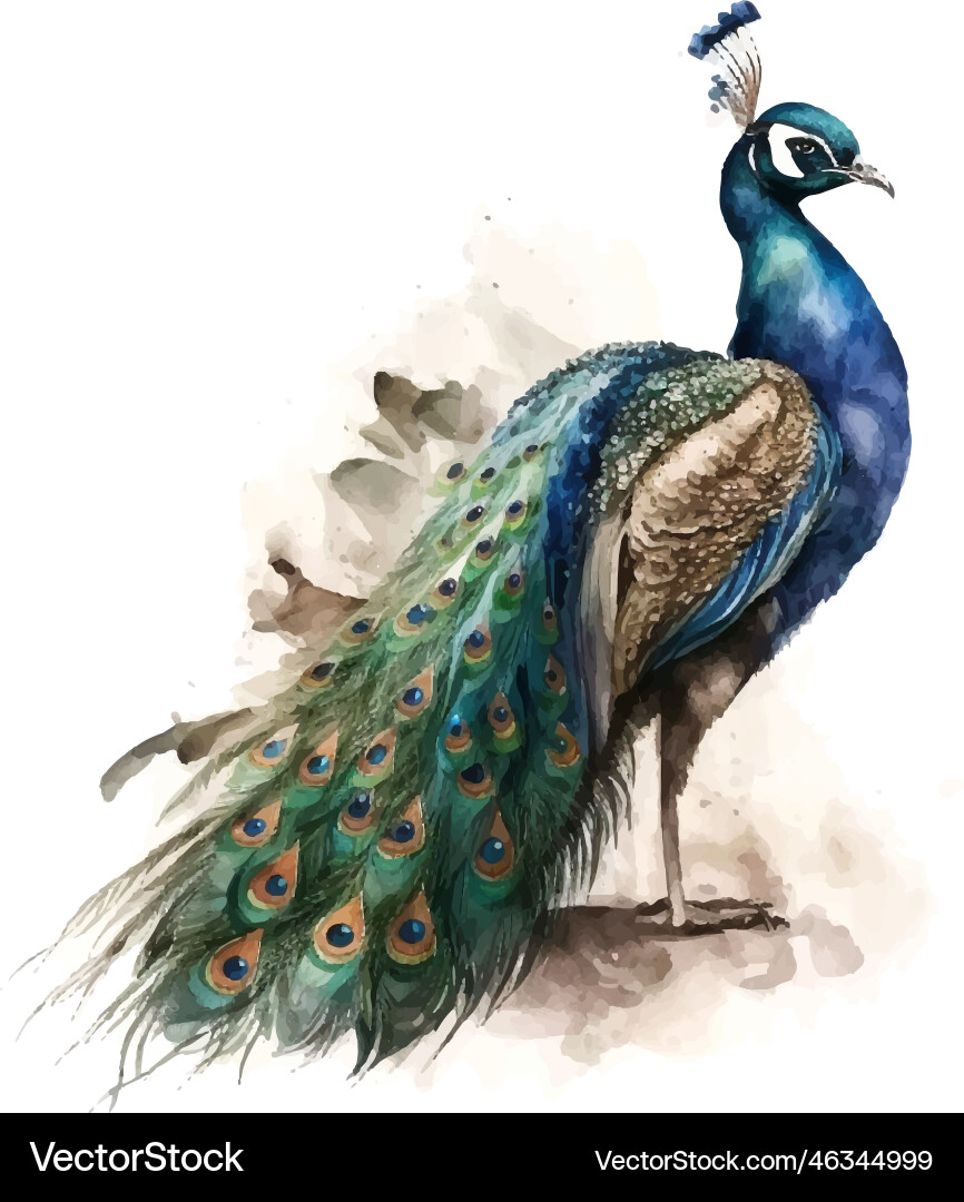 Peacock watercolor beautiful bird design Vector Image