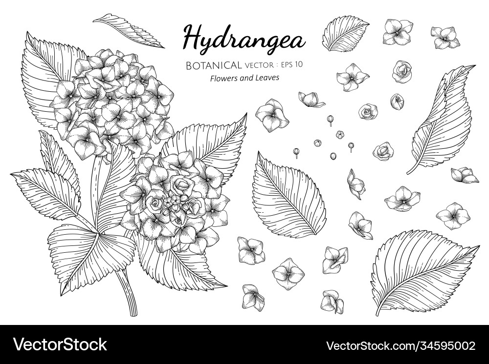 Hydrangea Flower & Leaf Hand Drawn Royalty Free Vector
