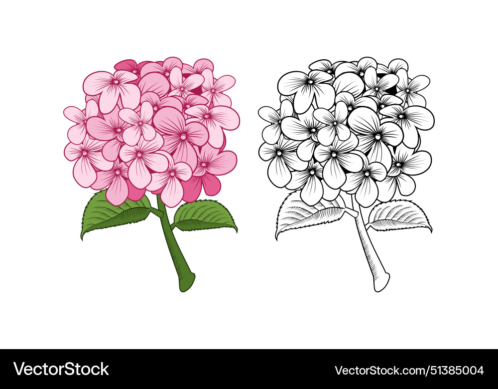 Hydrangea flower design Royalty Free Vector Image