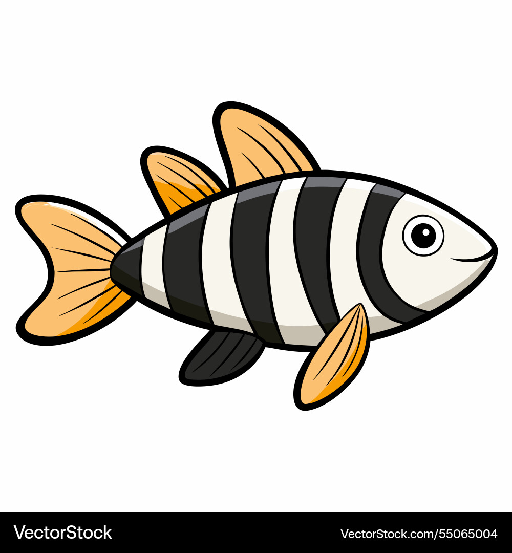 Zebra danio fish isolated flat on white background