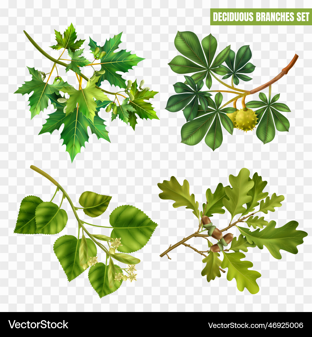 Realistic tree branches set Royalty Free Vector Image