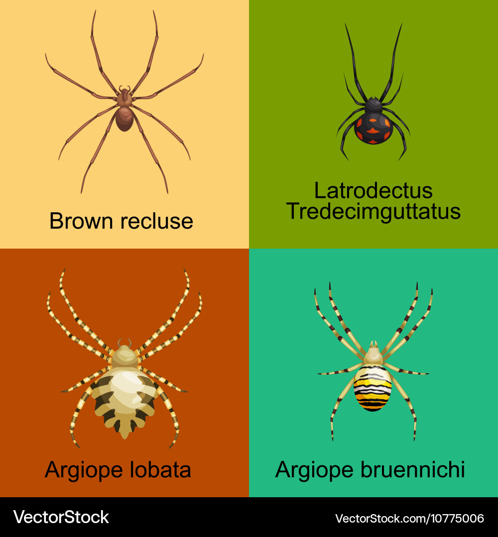 Spiders cartoon set dangerous insects collection Vector Image