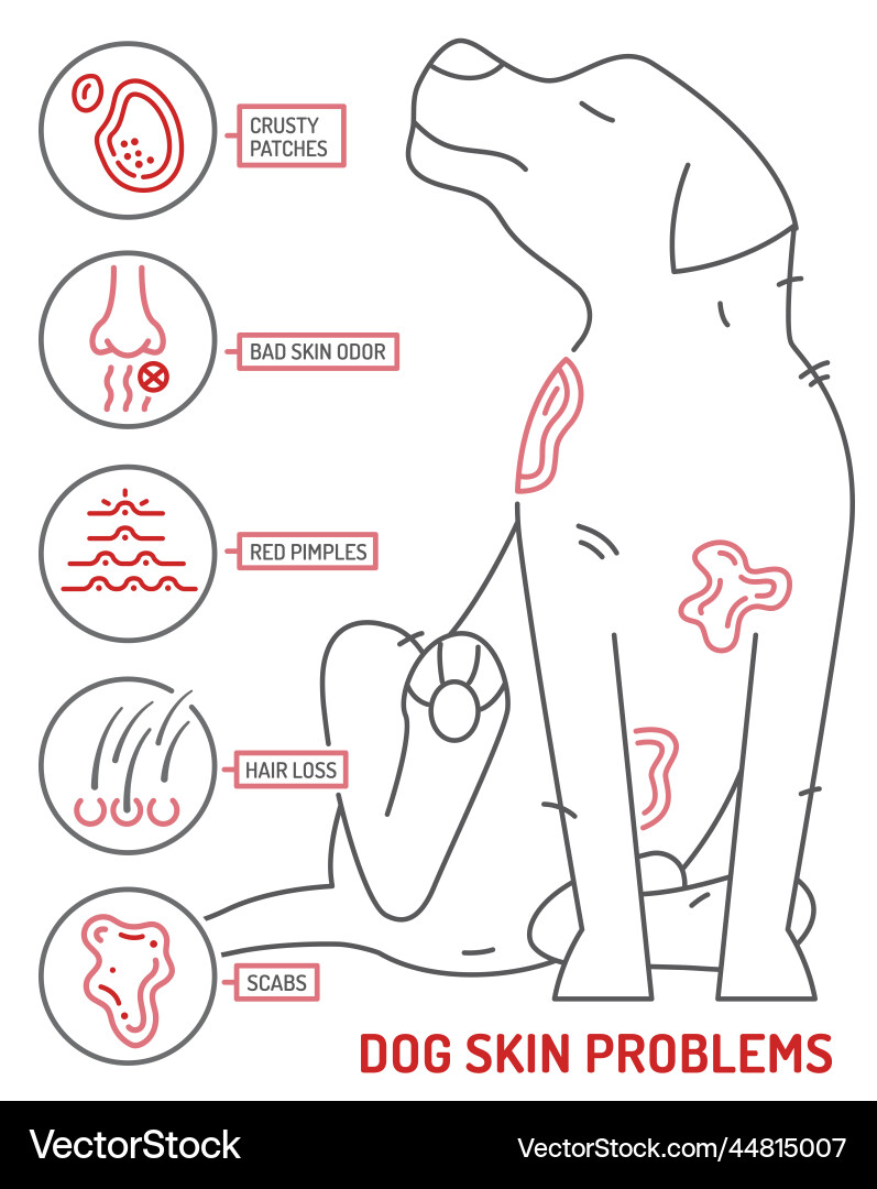 Dog skin problems infographic editable Royalty Free Vector