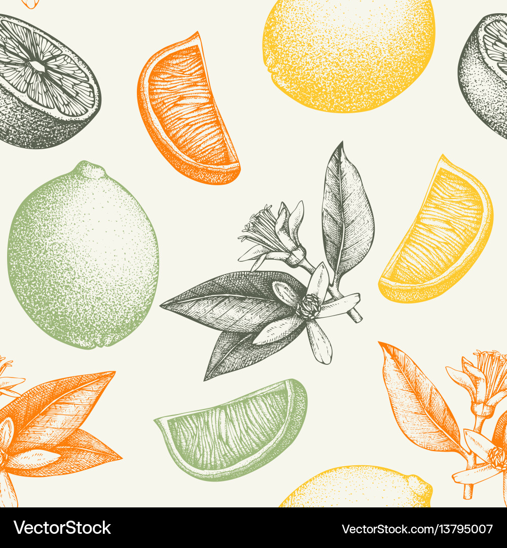 Ink hand drawn lime background Royalty Free Vector Image