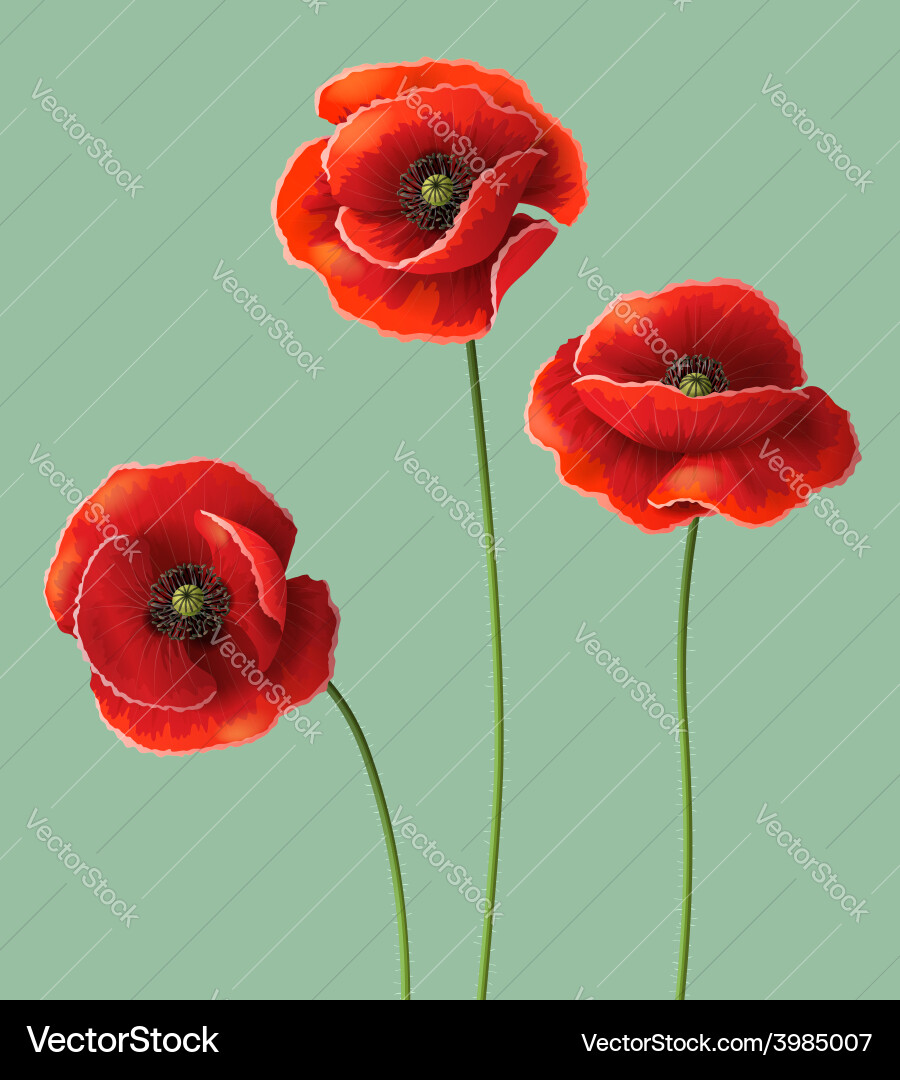 Poppy Royalty Free Vector Image - VectorStock