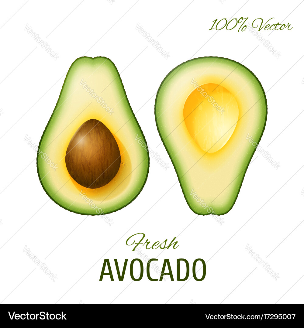 Realistic avocado Royalty Free Vector Image - VectorStock