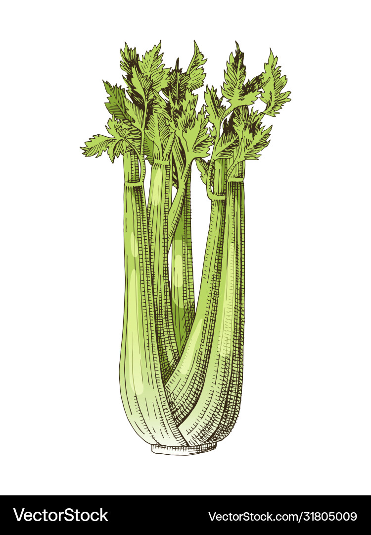 Hand-Drawn Celery Sketch Royalty Free Vector Image