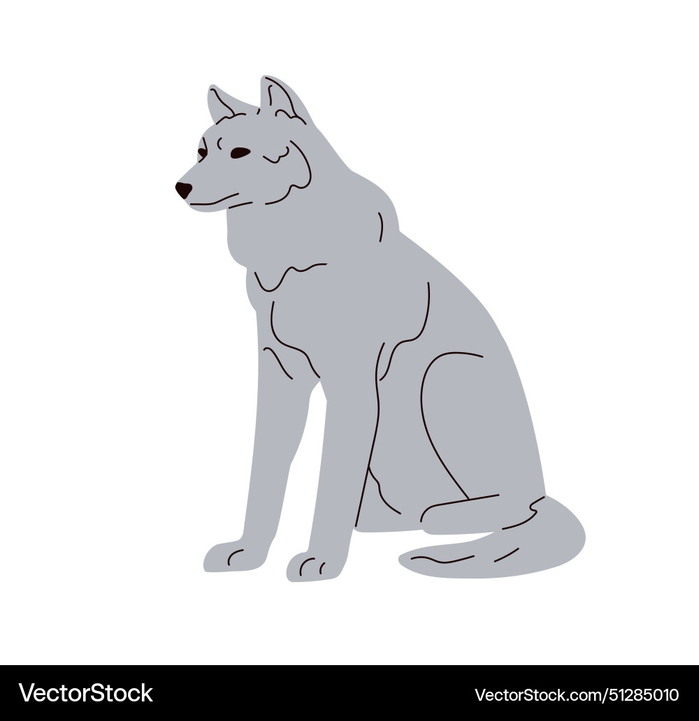 Grey wolf sitting wild forest predator canis Vector Image