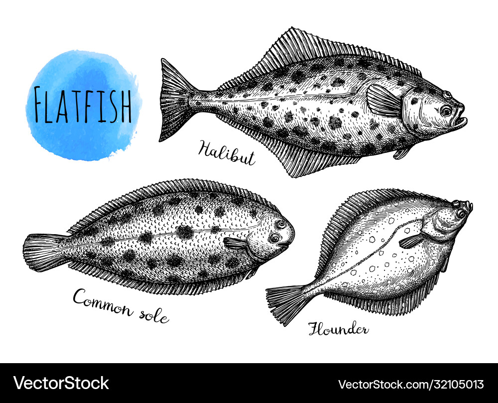 Flatfish Sketch - Halibut, Sole, Flounder Vector Image
