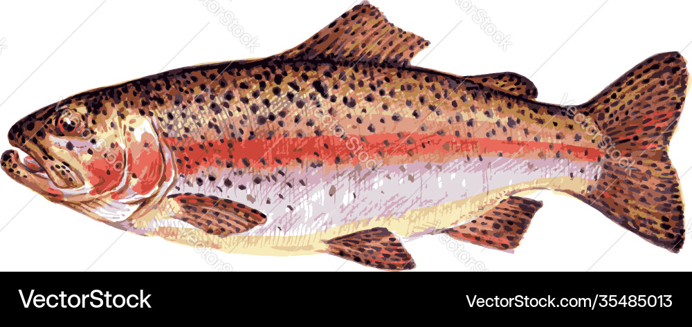 Watercolor Rainbow Trout Royalty Free Vector Image