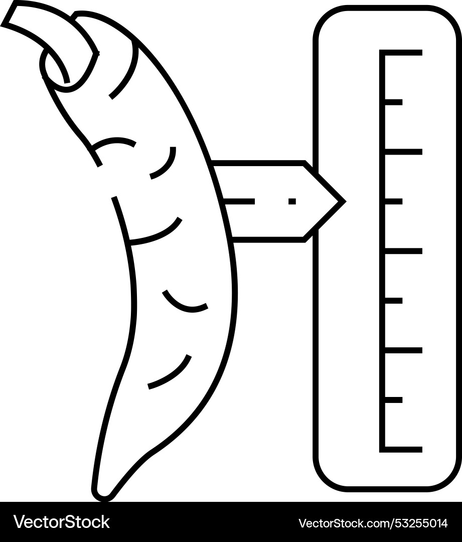 Cayenne pepper spice scale line icon Royalty Free Vector