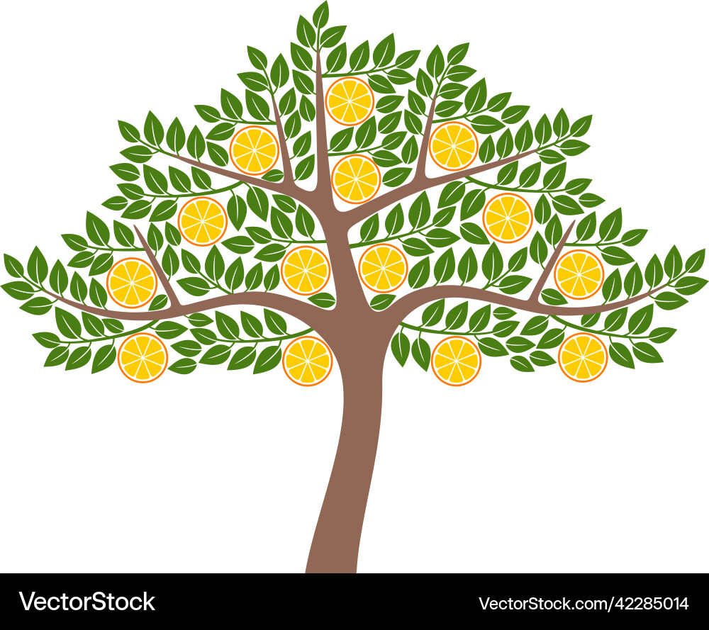 Orange tree Royalty Free Vector Image - VectorStock