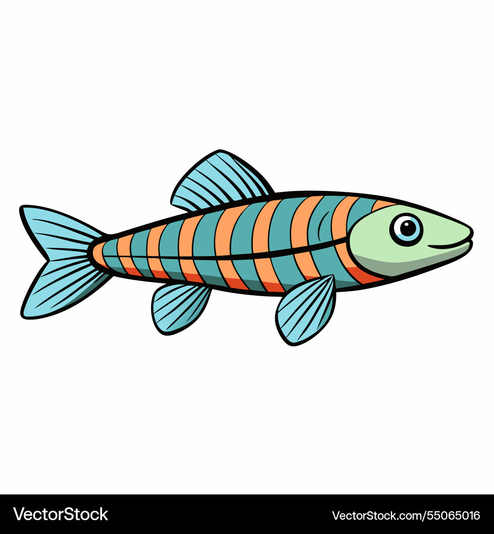 Zebra danio fish isolated flat on white background