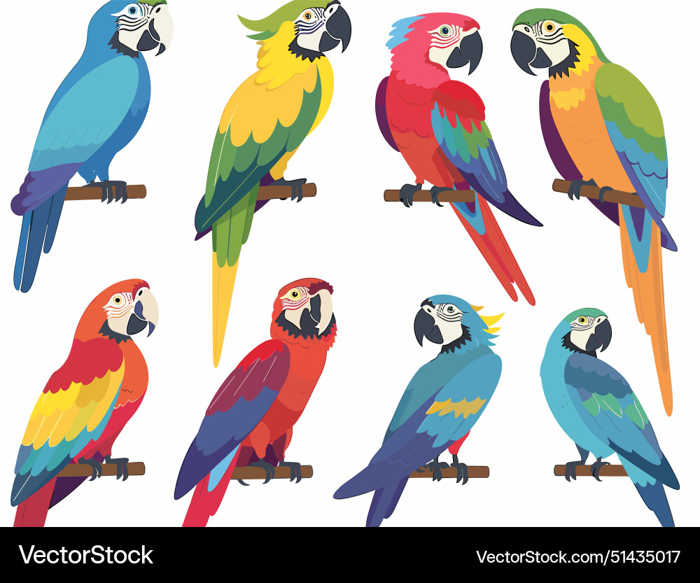 Colorful Parrot Collection Royalty Free Vector Image