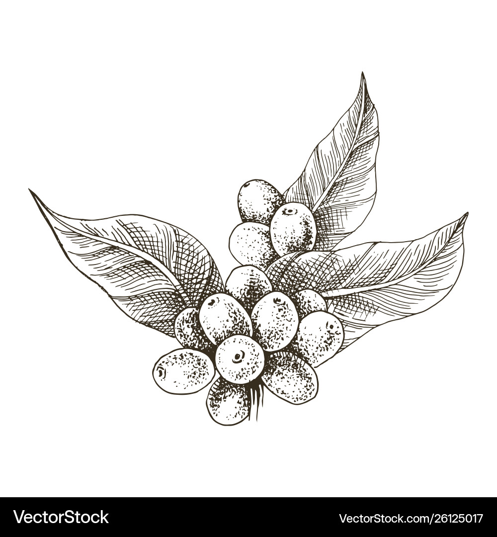 Hand drawn coffee branch Royalty Free Vector Image
