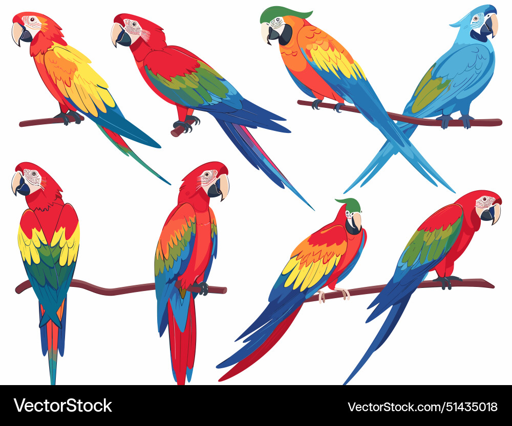 Colorful parrot different poses Royalty Free Vector Image