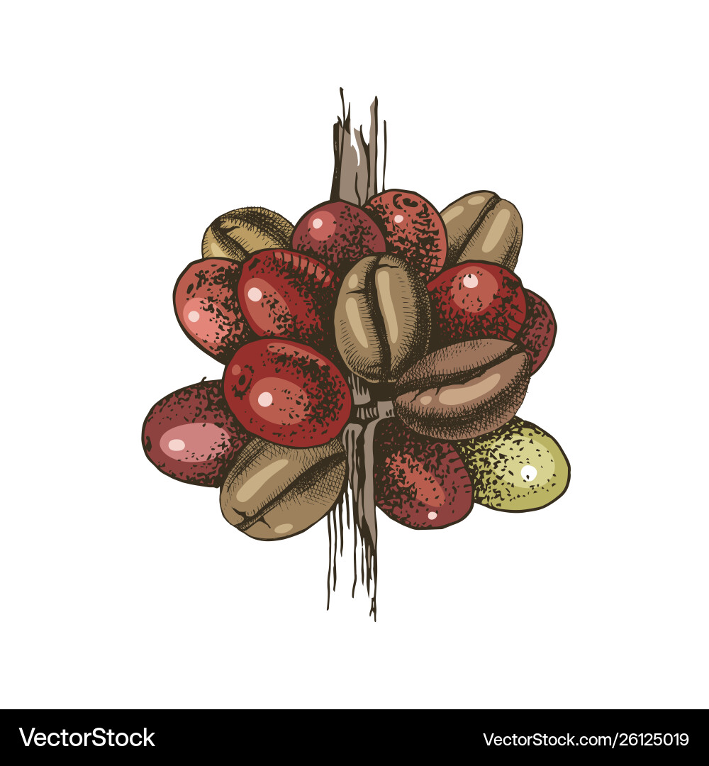 Hand drawn colorful stylized coffee branch Vector Image
