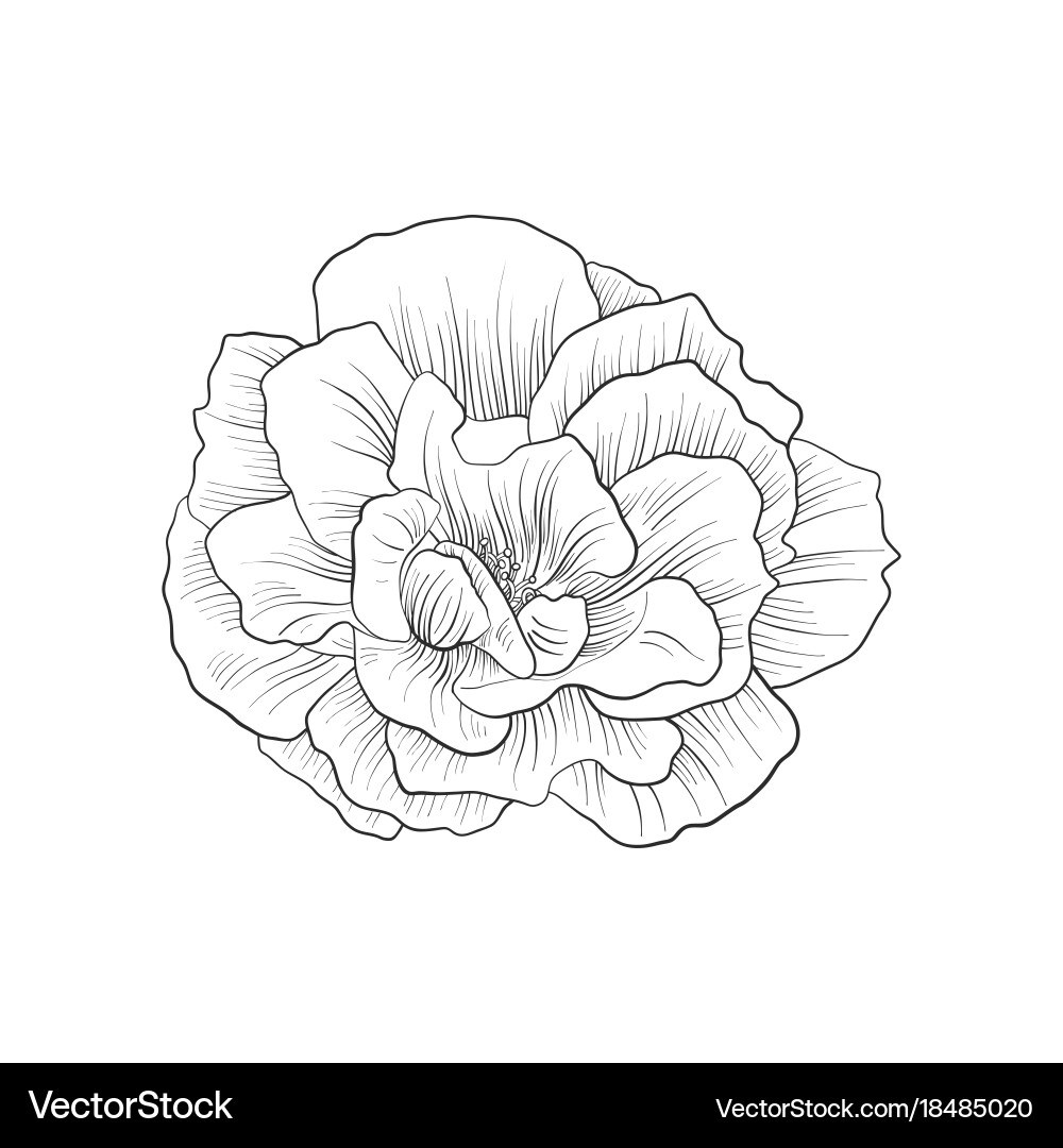 Drawing flower Royalty Free Vector Image - VectorStock