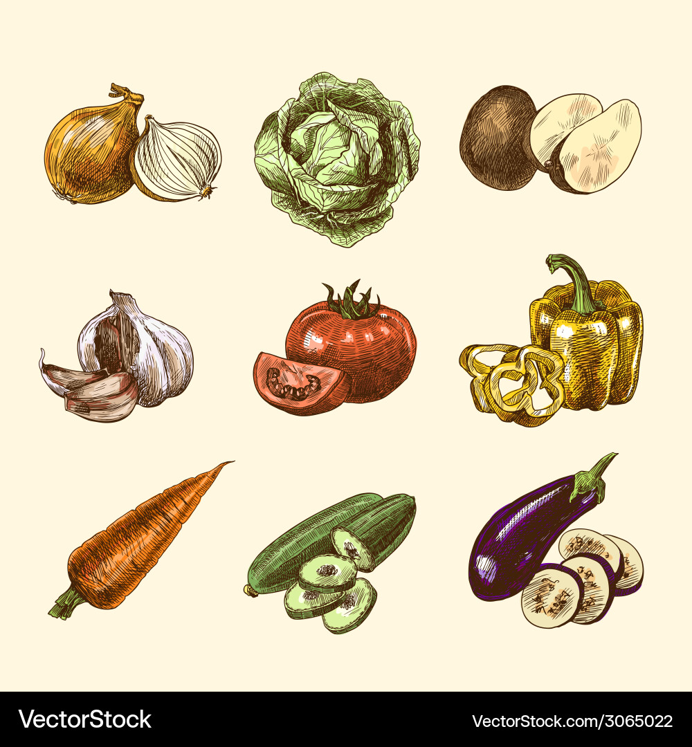 Vegetables sketch set color Royalty Free Vector Image