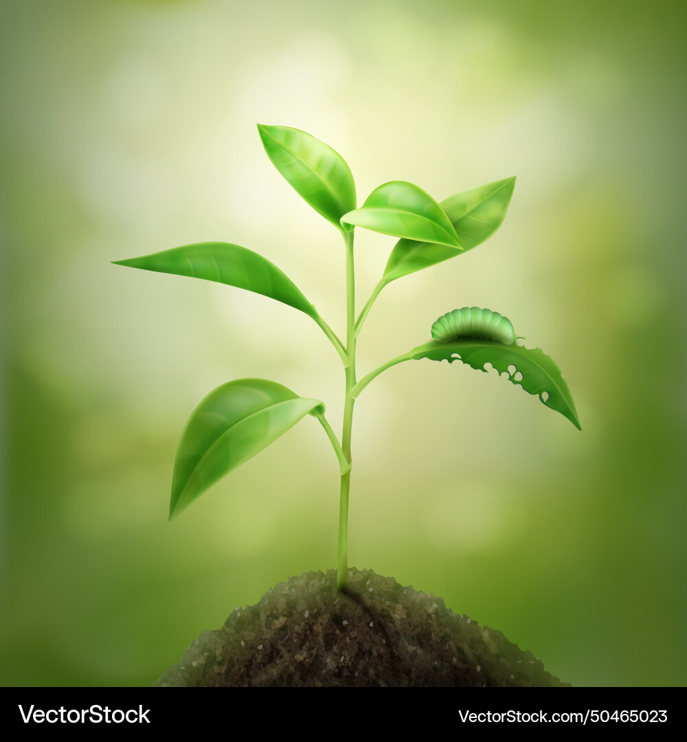 Sprout in soil Royalty Free Vector Image - VectorStock