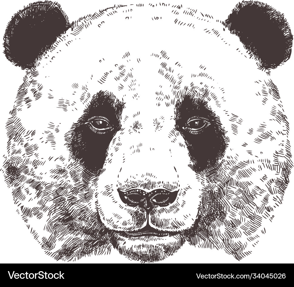 Sketch giant panda animal Royalty Free Vector Image