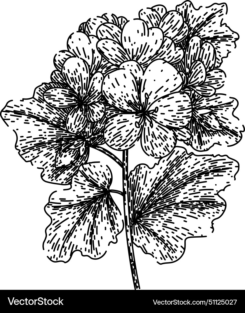 Plant geranium sketch hand drawn Royalty Free Vector Image