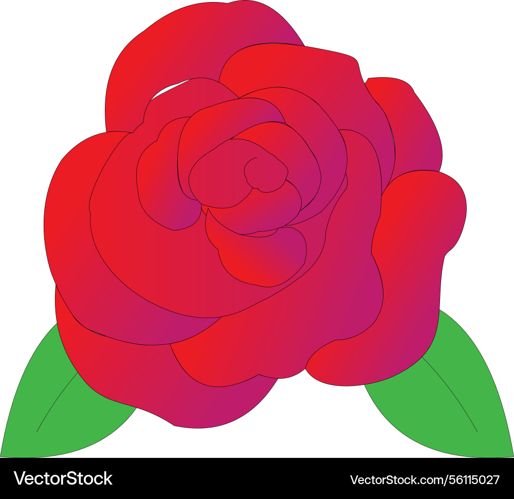 Rose flower pink color Royalty Free Vector Image