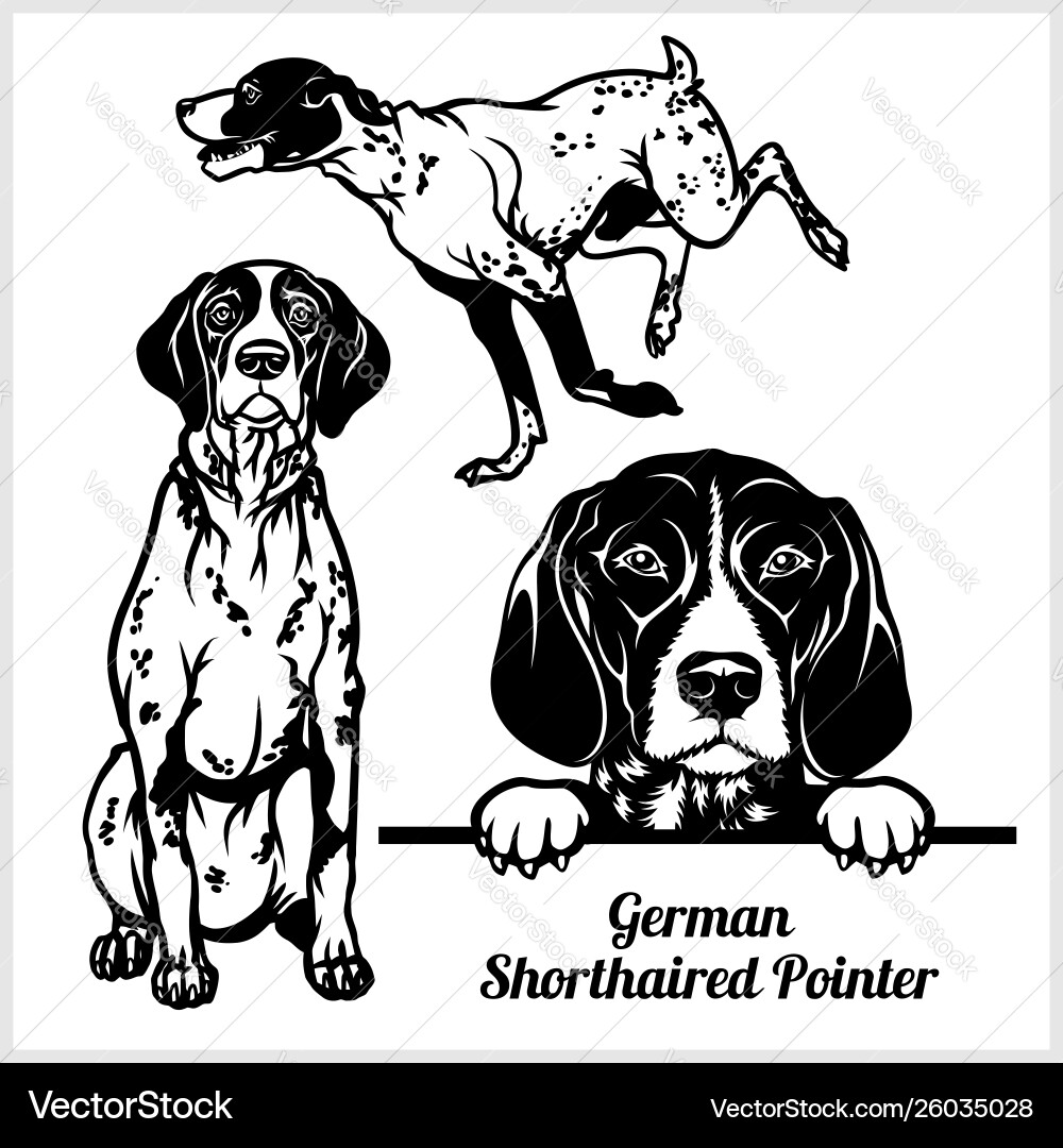 German Shorthaired Pointer Royalty Free Vector Image