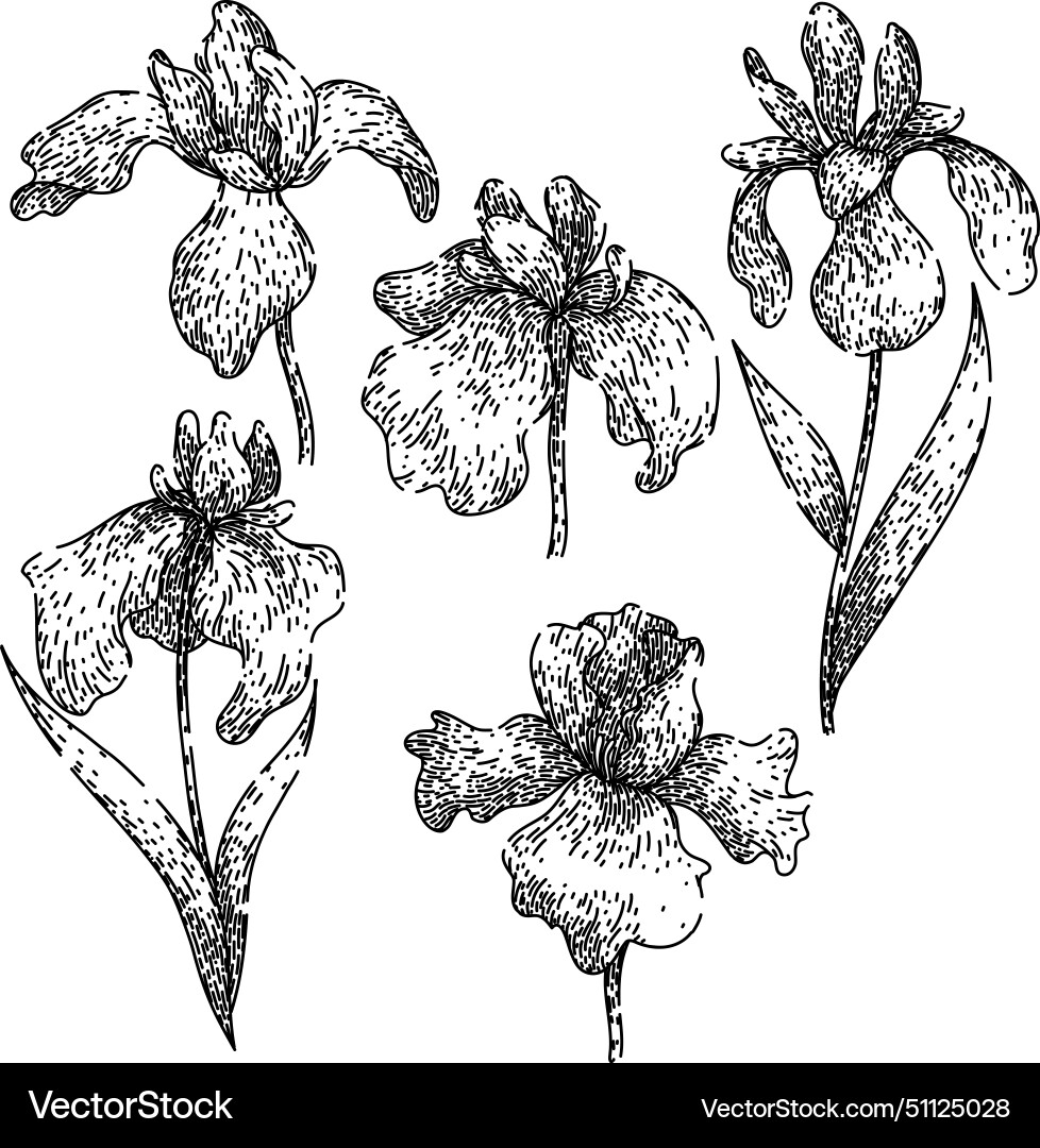Iris set sketch hand drawn Royalty Free Vector Image