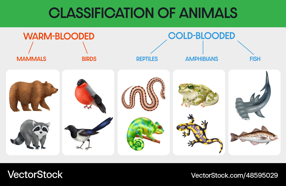 Classification of animals infographic Royalty Free Vector