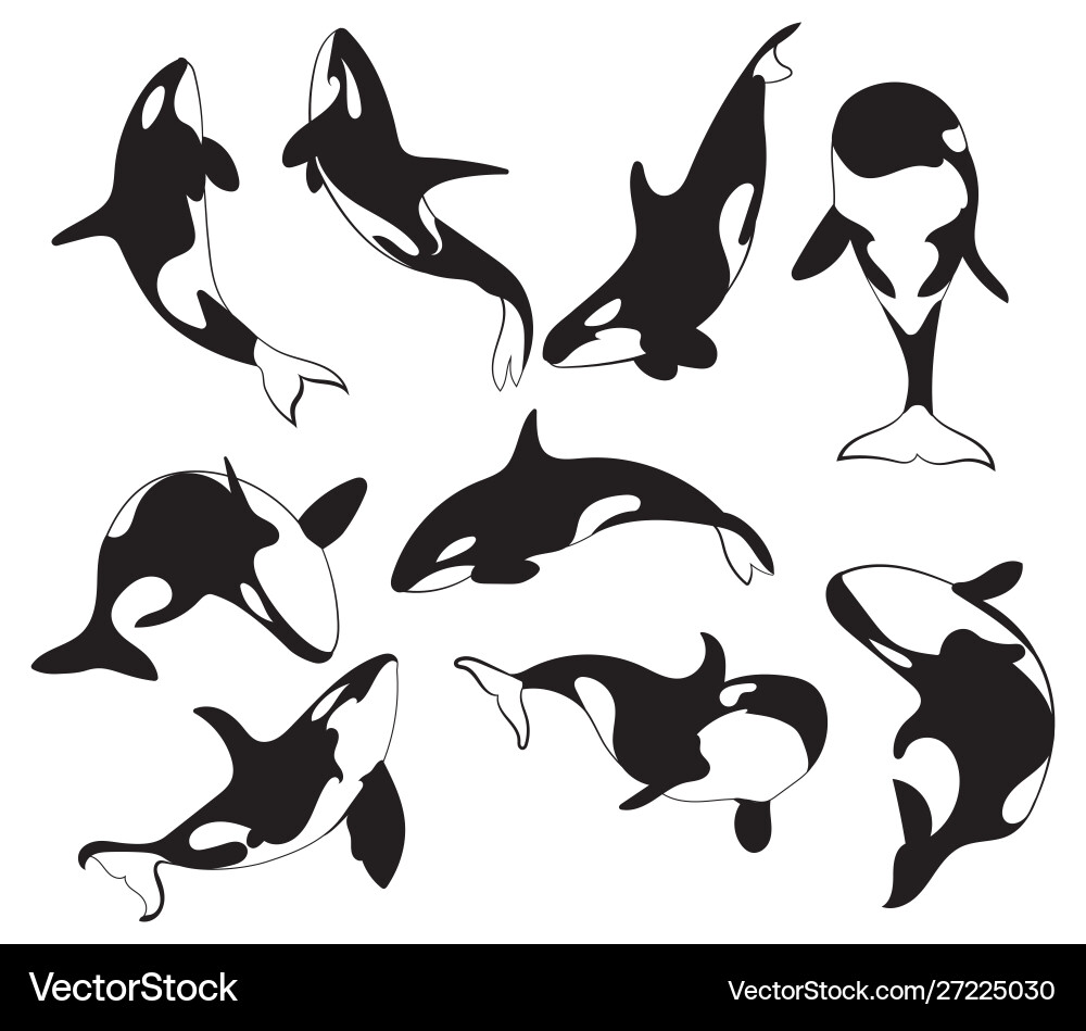 Cartoon Orca Vector Images (over 1,900)
