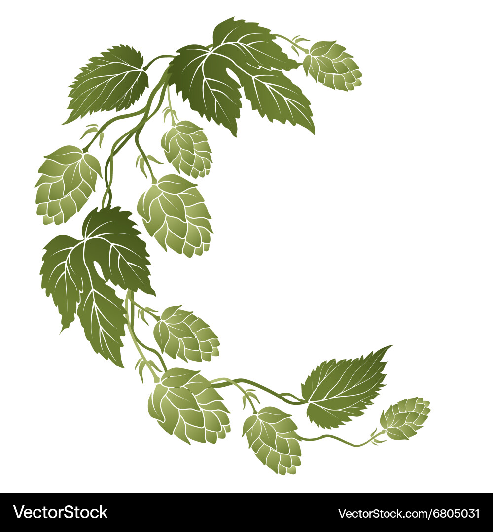 Hops Branch with Cones Royalty Free Vector Image