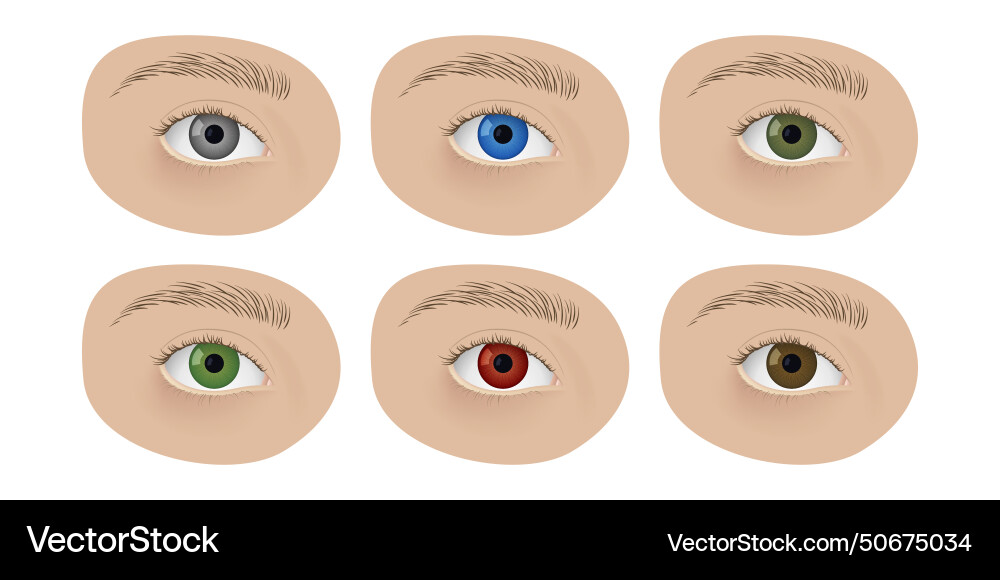 Realistic human eyes design Royalty Free Vector Image