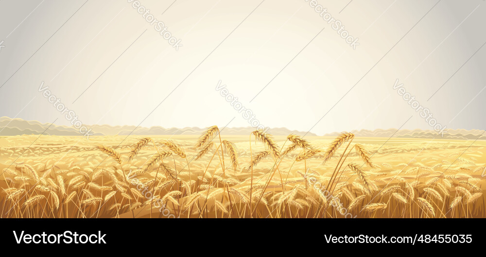 Rural autumn landscape with fields and ears Vector Image