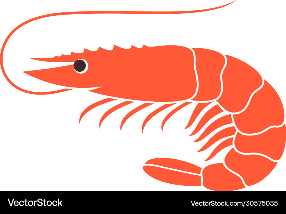 Shrimp Royalty Free Vector Image - VectorStock