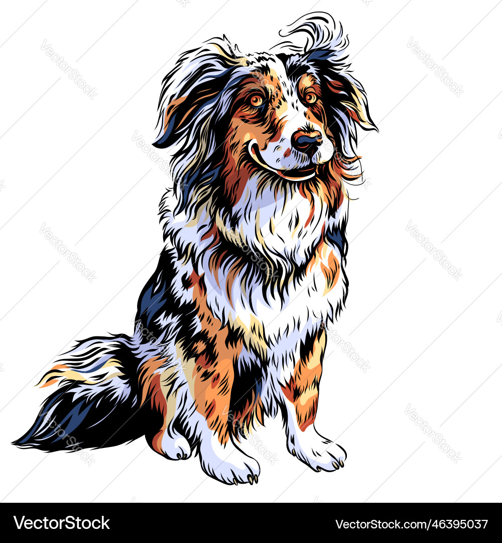 Dog red australian shepherd breed Royalty Free Vector Image