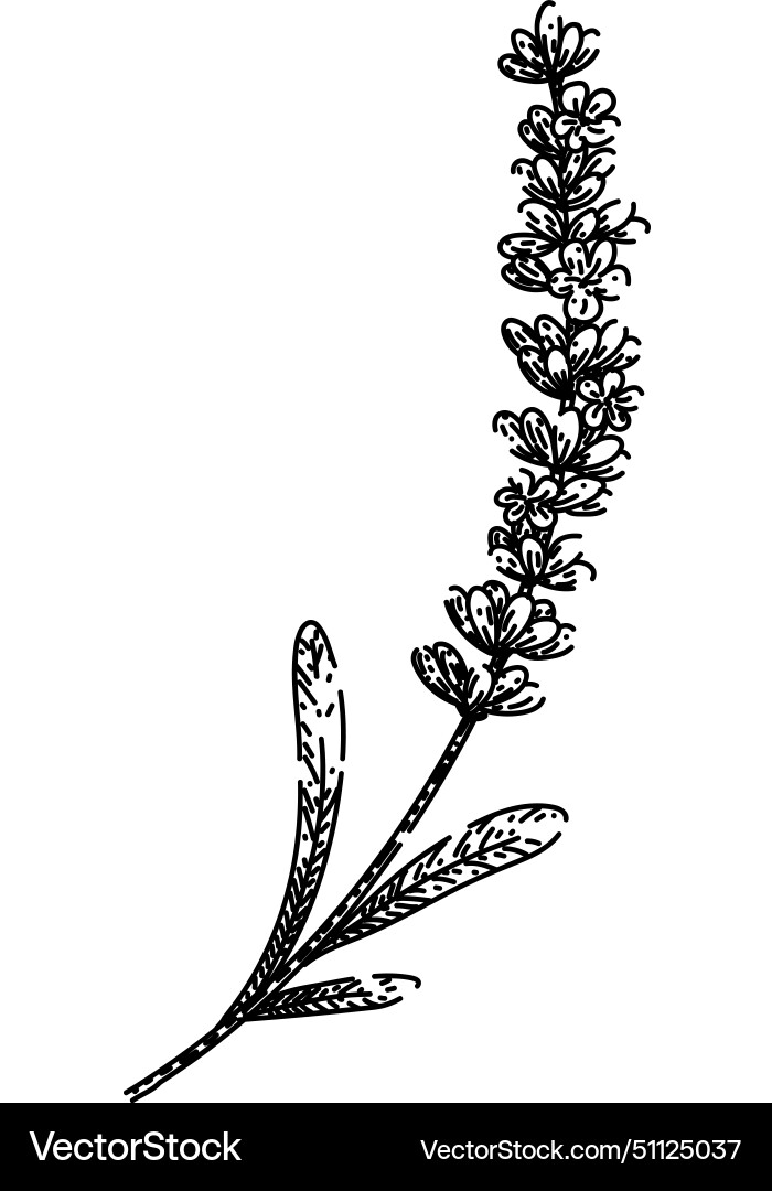 Flower lavender sketch hand drawn Royalty Free Vector Image