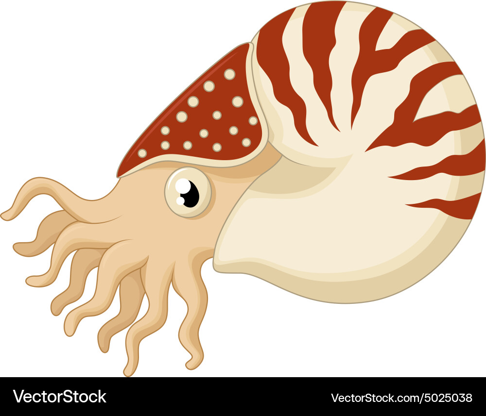 Cartoon nautilus Royalty Free Vector Image - VectorStock