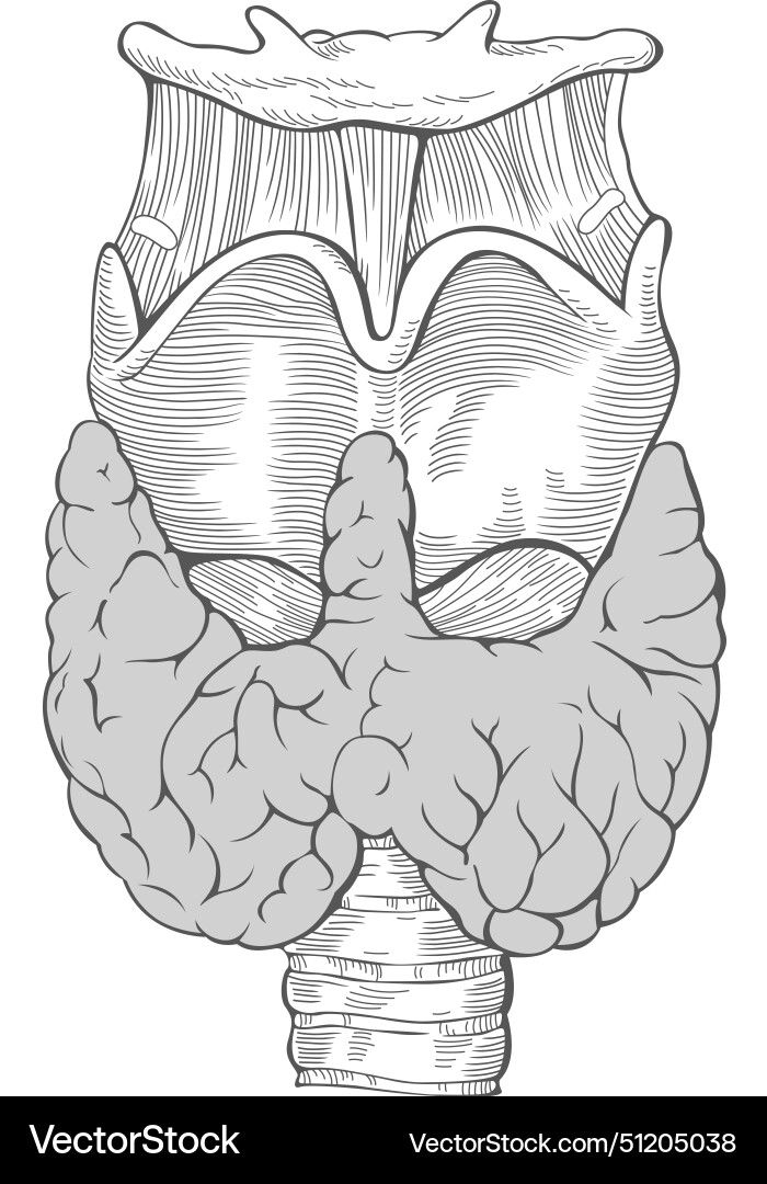 Structure of thyroid Royalty Free Vector Image