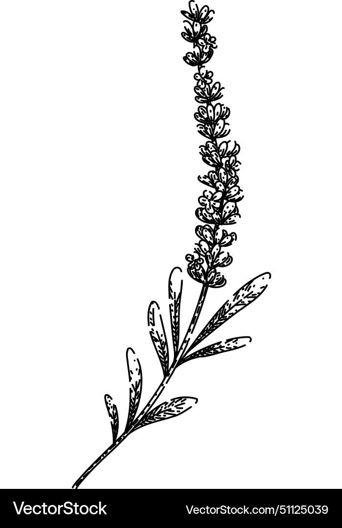 Scent lavender sketch hand drawn Royalty Free Vector Image
